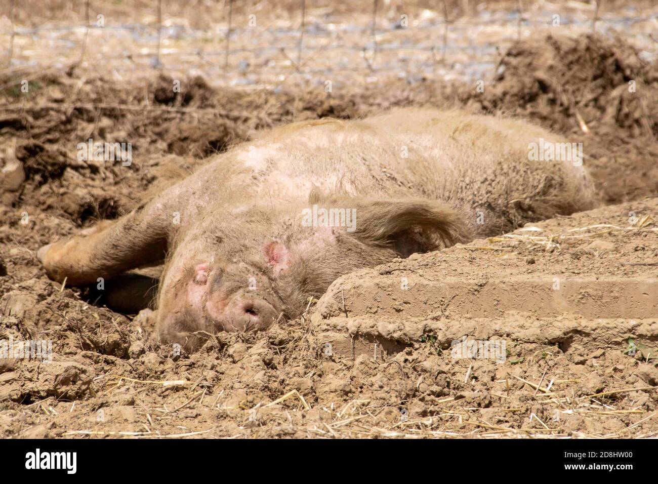 happy as a pig in muck Stock Photo - Alamy