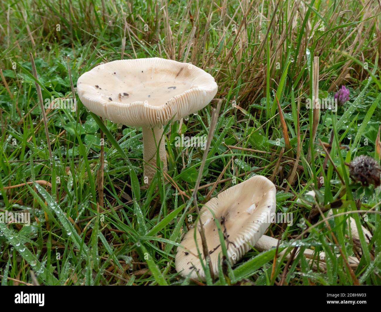 toadstools a sign that Autumn has arrived Stock Photo - Alamy