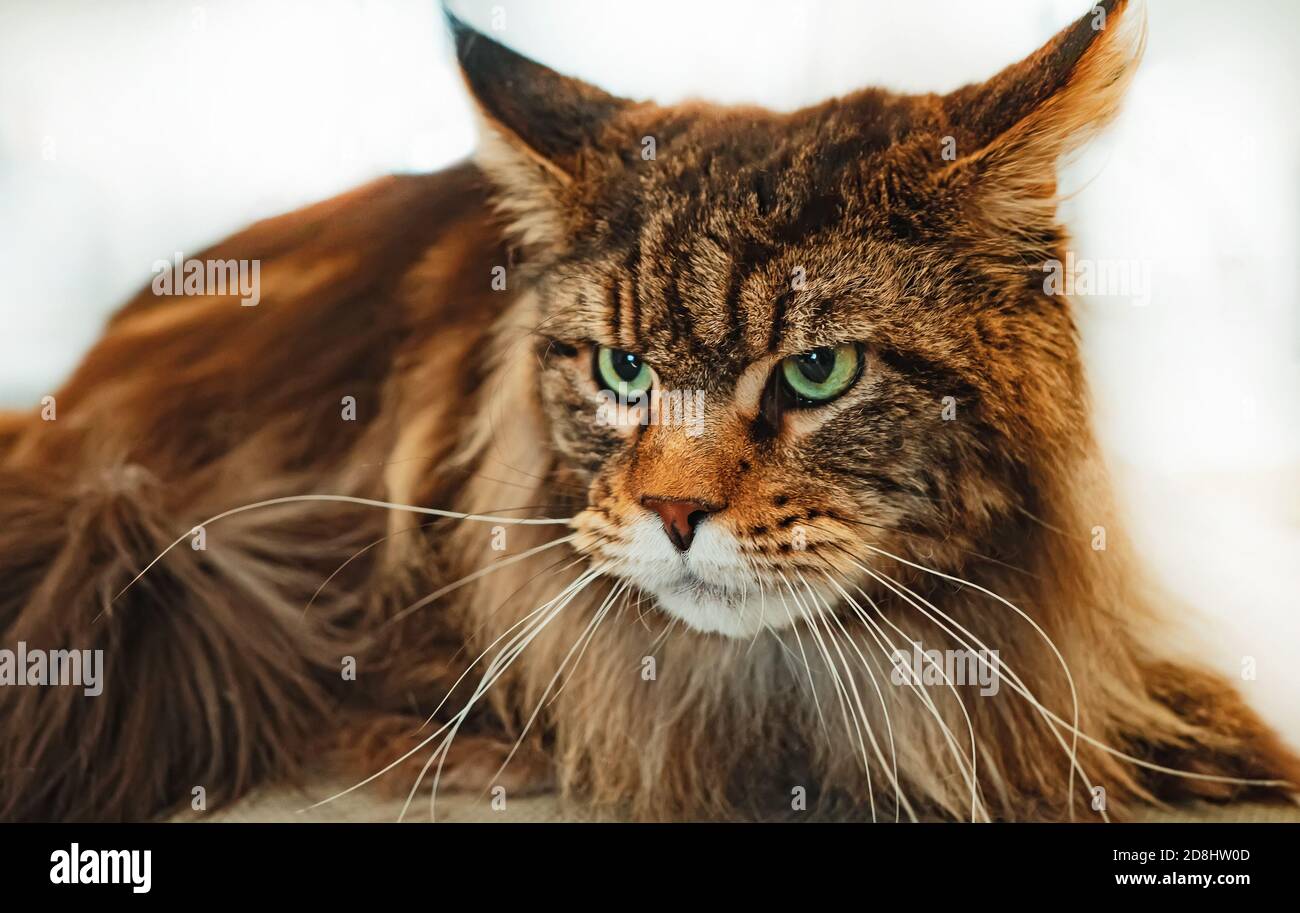 Portrait of Maine Coon. Largest domesticated cat breed Stock Photo - Alamy