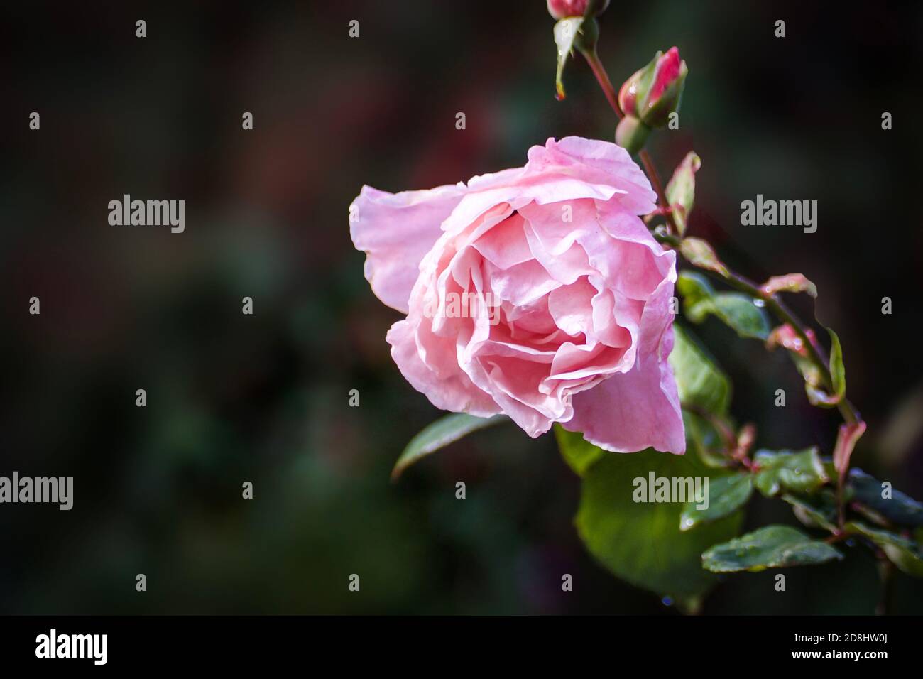 Single pink rosebud hi-res stock photography and images - Alamy