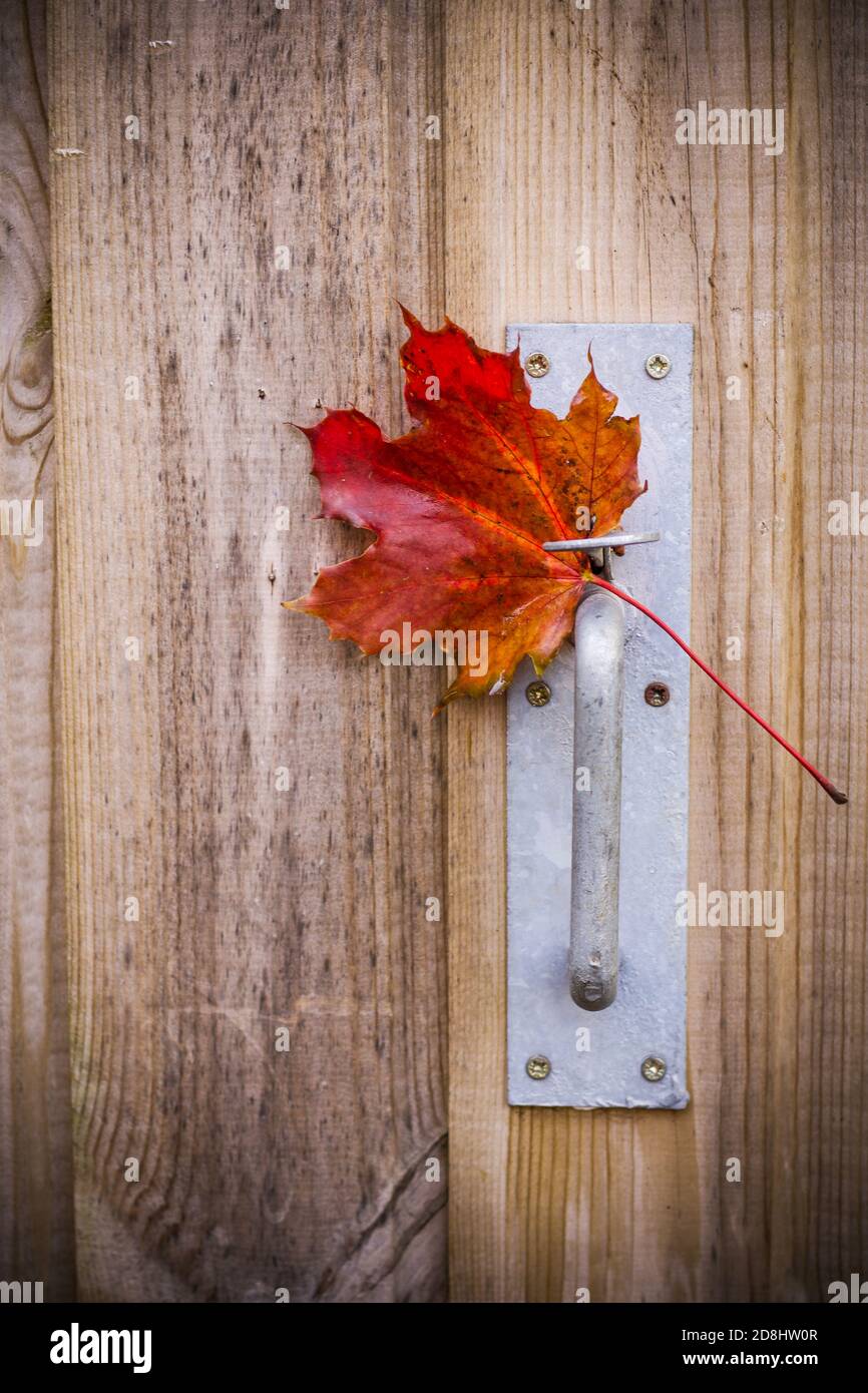 Handle leaf hi-res stock photography and images - Alamy