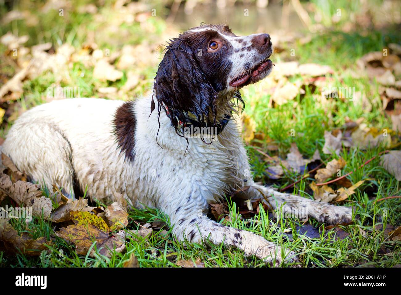 Springer spaniel lying down looking up Stock Photo - Alamy