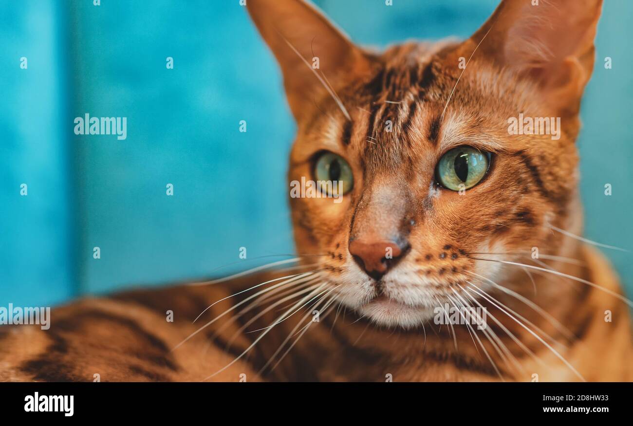 Closeup portrait of cute bengal cat Stock Photo - Alamy