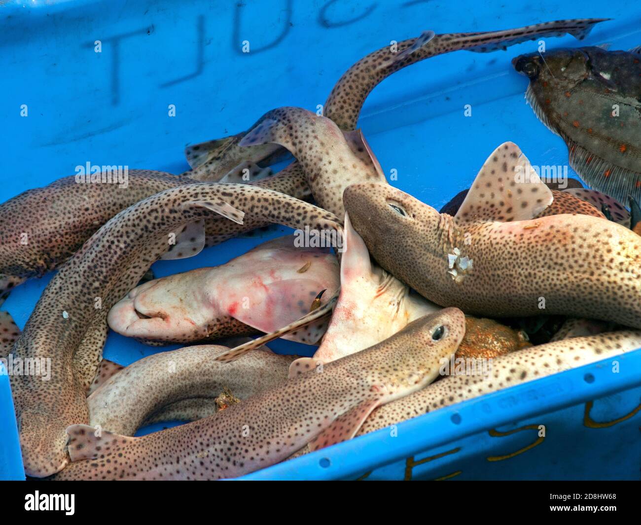 Dogfish shark hi-res stock photography and images - Alamy