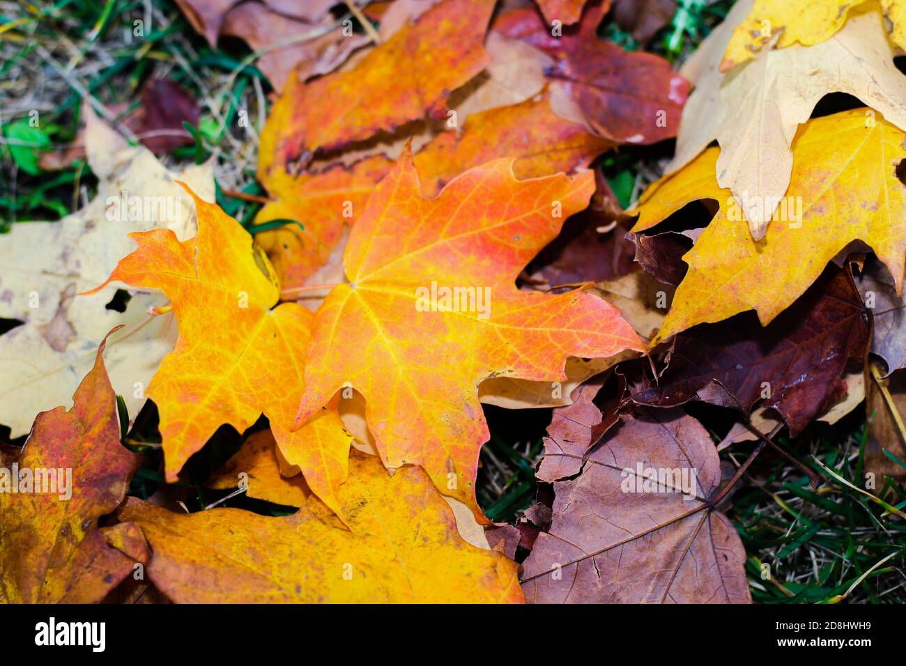 Colorful fall leave on the background. Multicolor fall leaves on ground ...