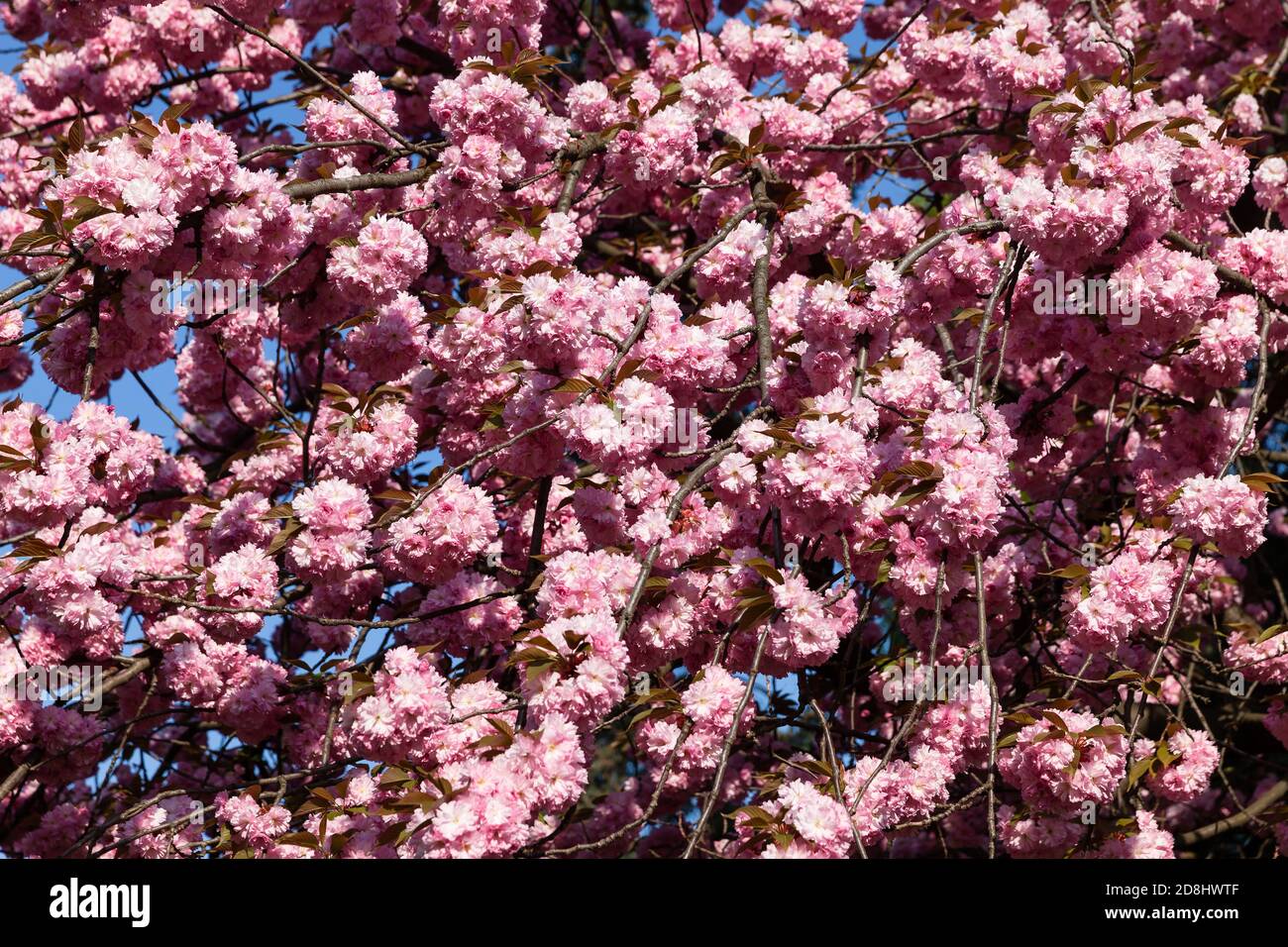 Cherry tree in bloom. Sakura flowers. Cherry blossom. Sakura Japanese ...