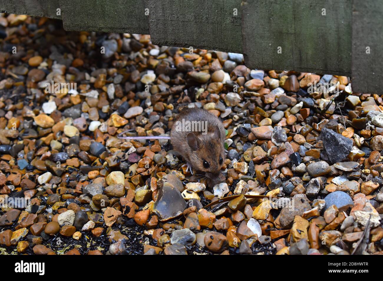 UK rat and mice infestations have skyrocketed since lockdown insurers ...