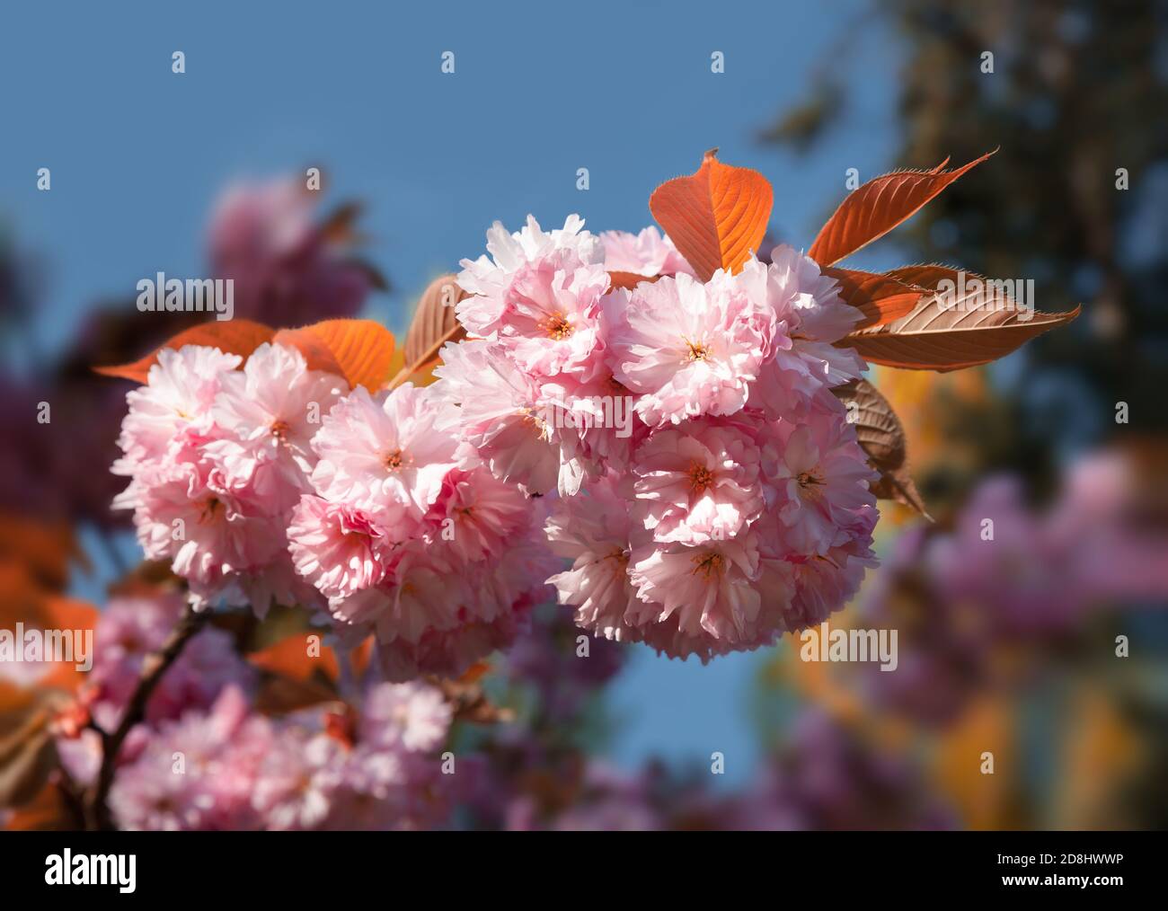Cherry tree in bloom. Sakura flowers. Cherry blossom. Sakura Japanese ...