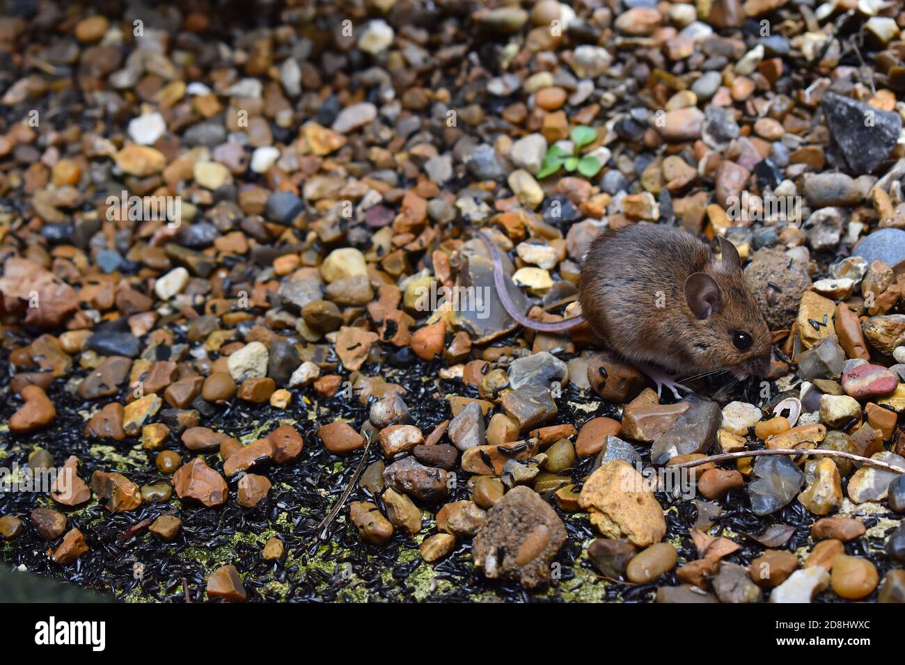 Large back feet of field mouse hi-res stock photography and images - Alamy