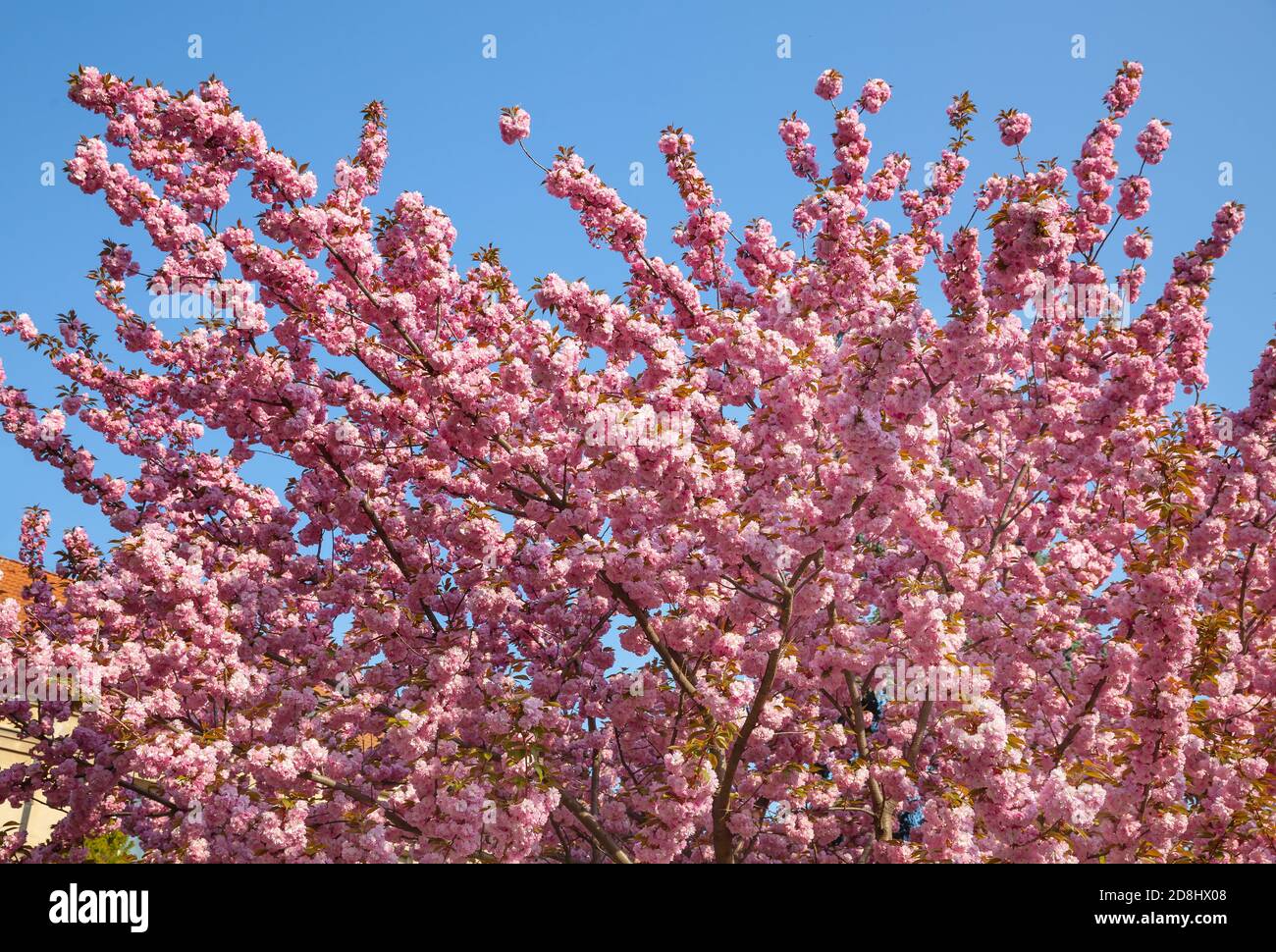 Cherry tree in bloom. Sakura flowers. Cherry blossom. Sakura Japanese ...