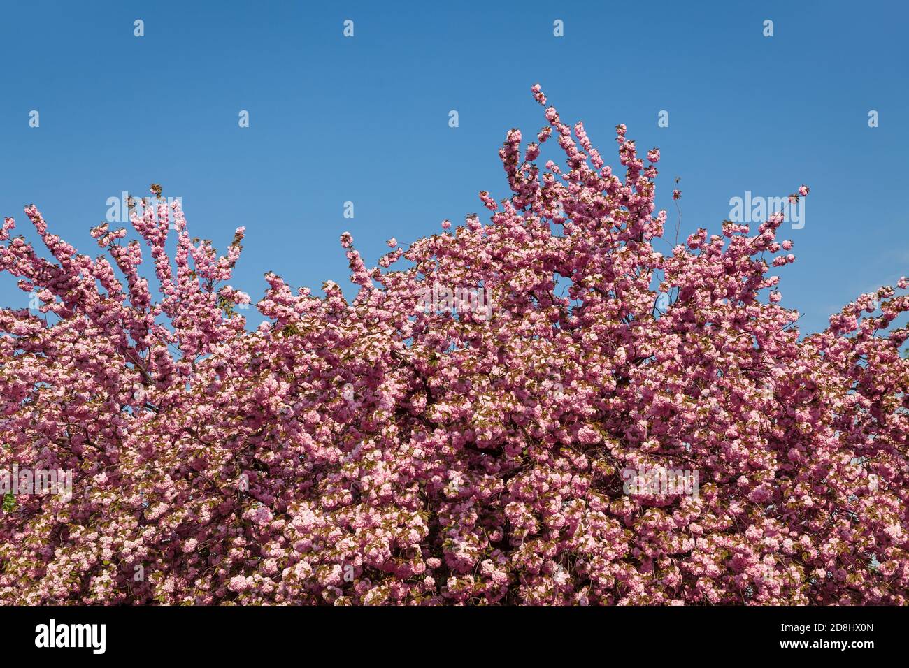 Cherry tree in bloom. Sakura flowers. Cherry blossom. Sakura Japanese ...