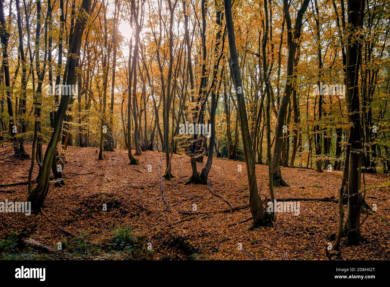 Autumn colours in a Beech wood near Newdigate Surrey Stock Photo - Alamy