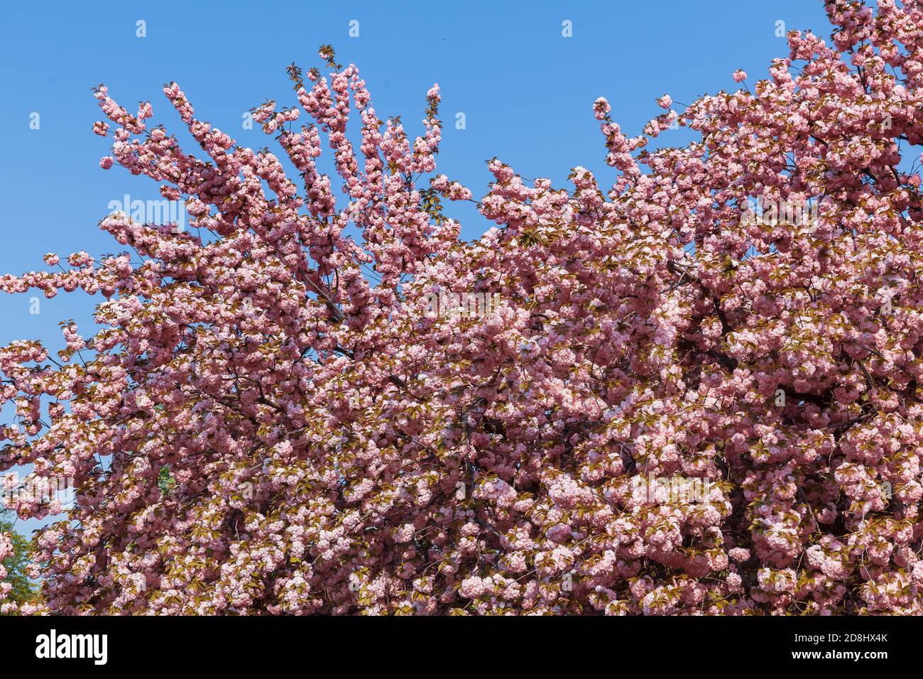 Cherry tree in bloom. Sakura flowers. Cherry blossom. Sakura Japanese ...