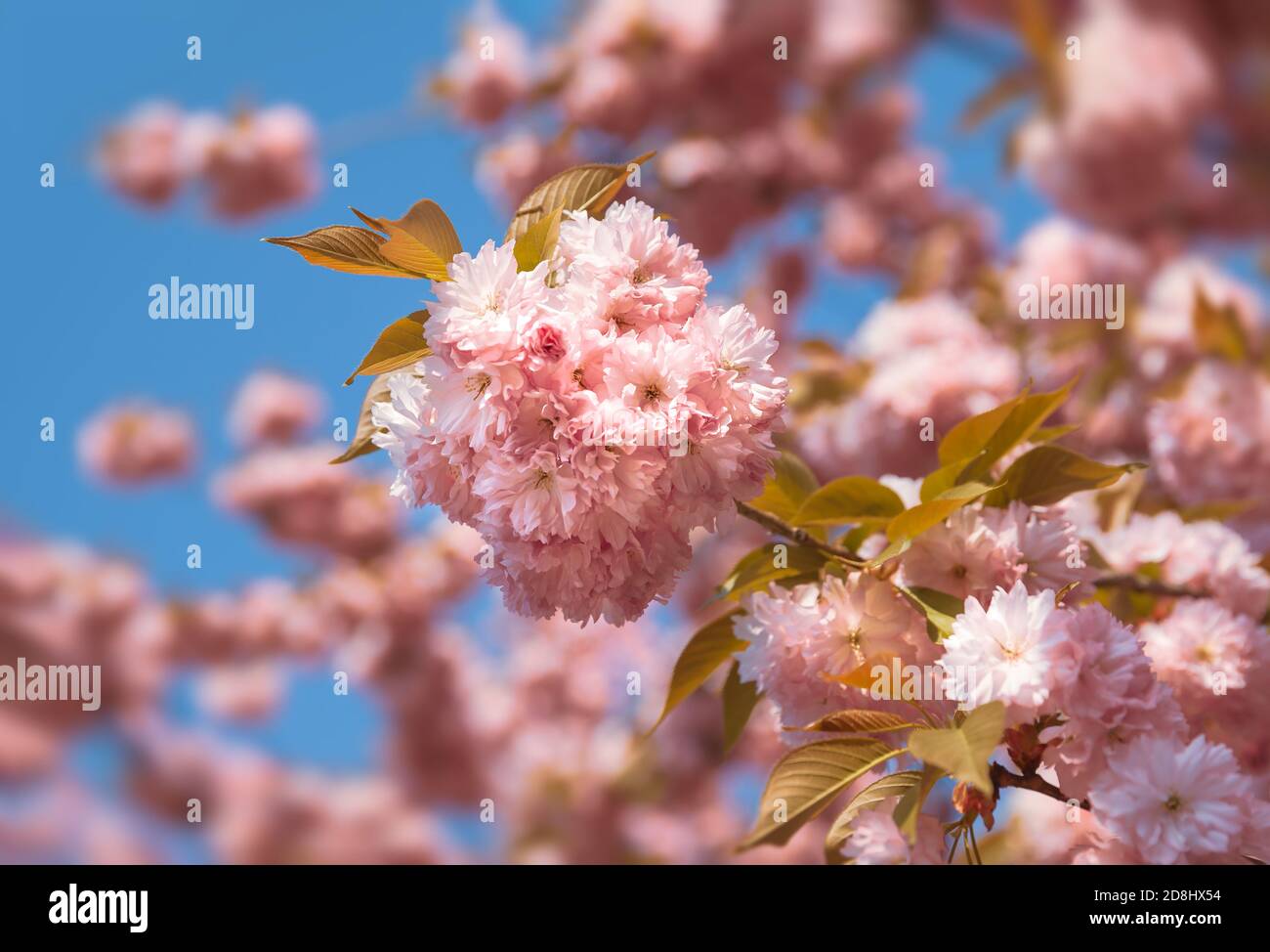 Cherry tree in bloom. Sakura flowers. Cherry blossom. Sakura Japanese ...