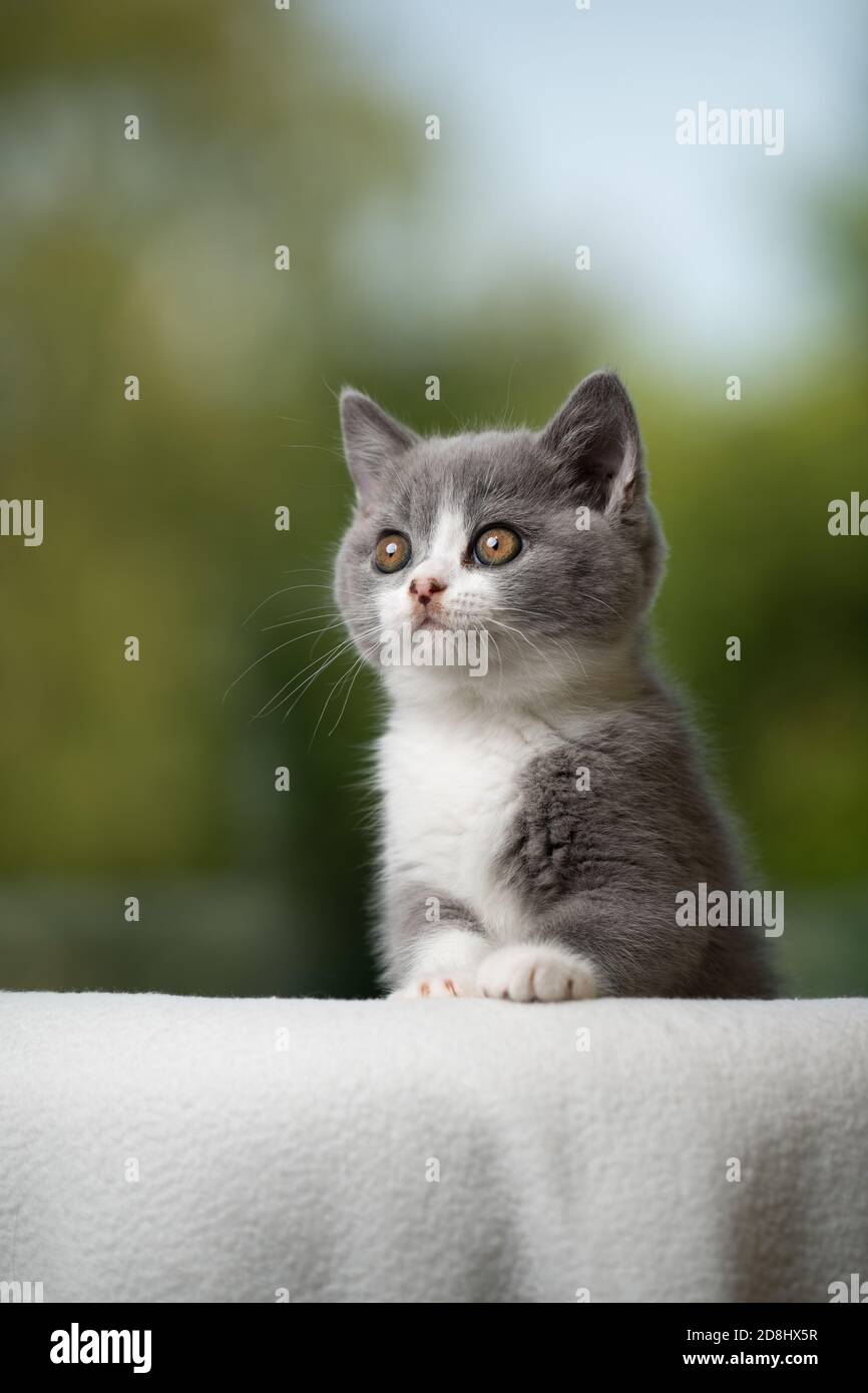 cute blue white british shorthair kitten portrait looking curiously ...