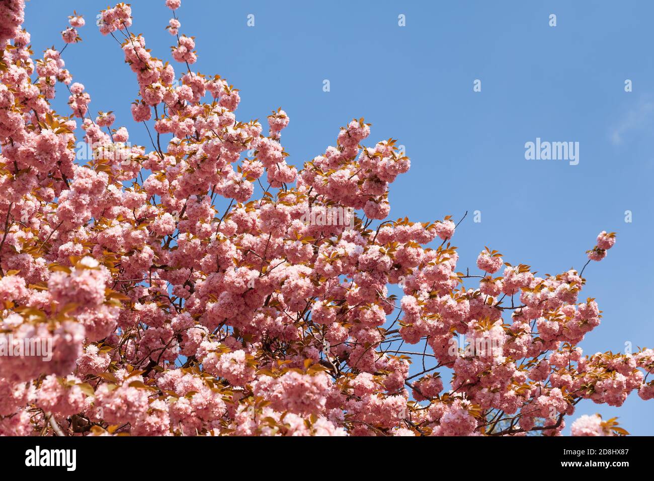Cherry tree in bloom. Sakura flowers. Cherry blossom. Sakura Japanese ...