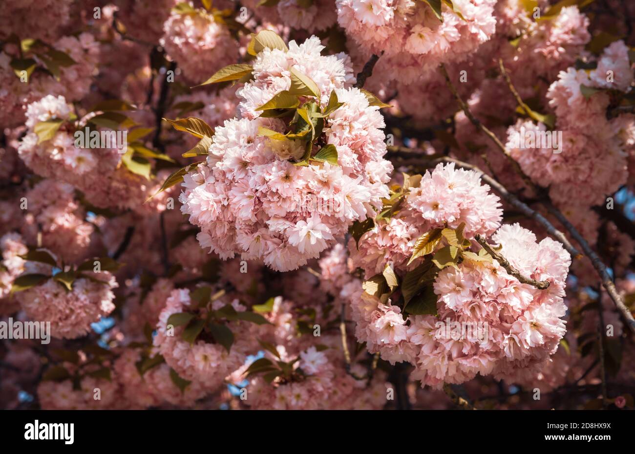 Cherry tree in bloom. Sakura flowers. Cherry blossom. Sakura Japanese ...