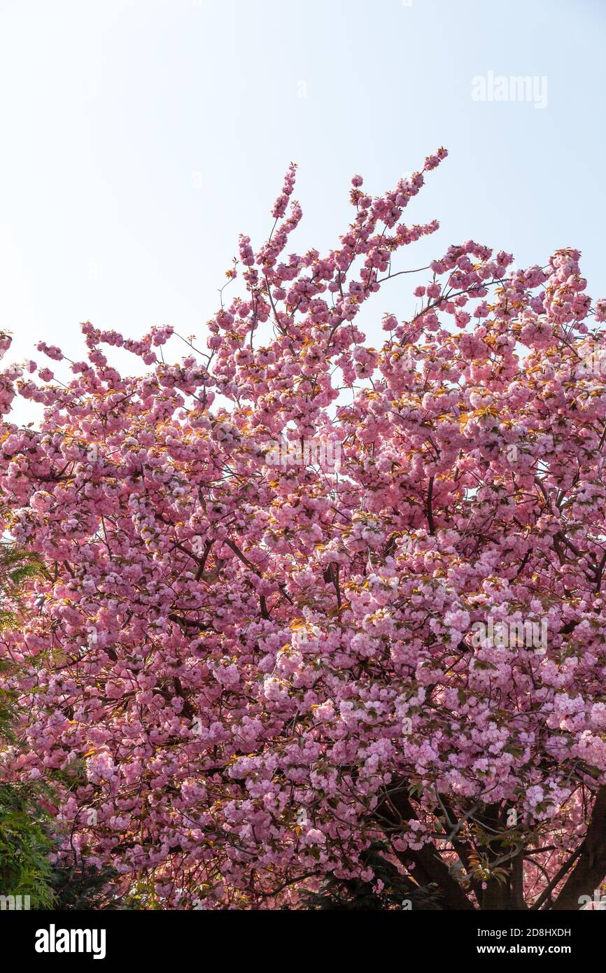 Cherry tree in bloom. Sakura flowers. Cherry blossom. Sakura Japanese ...