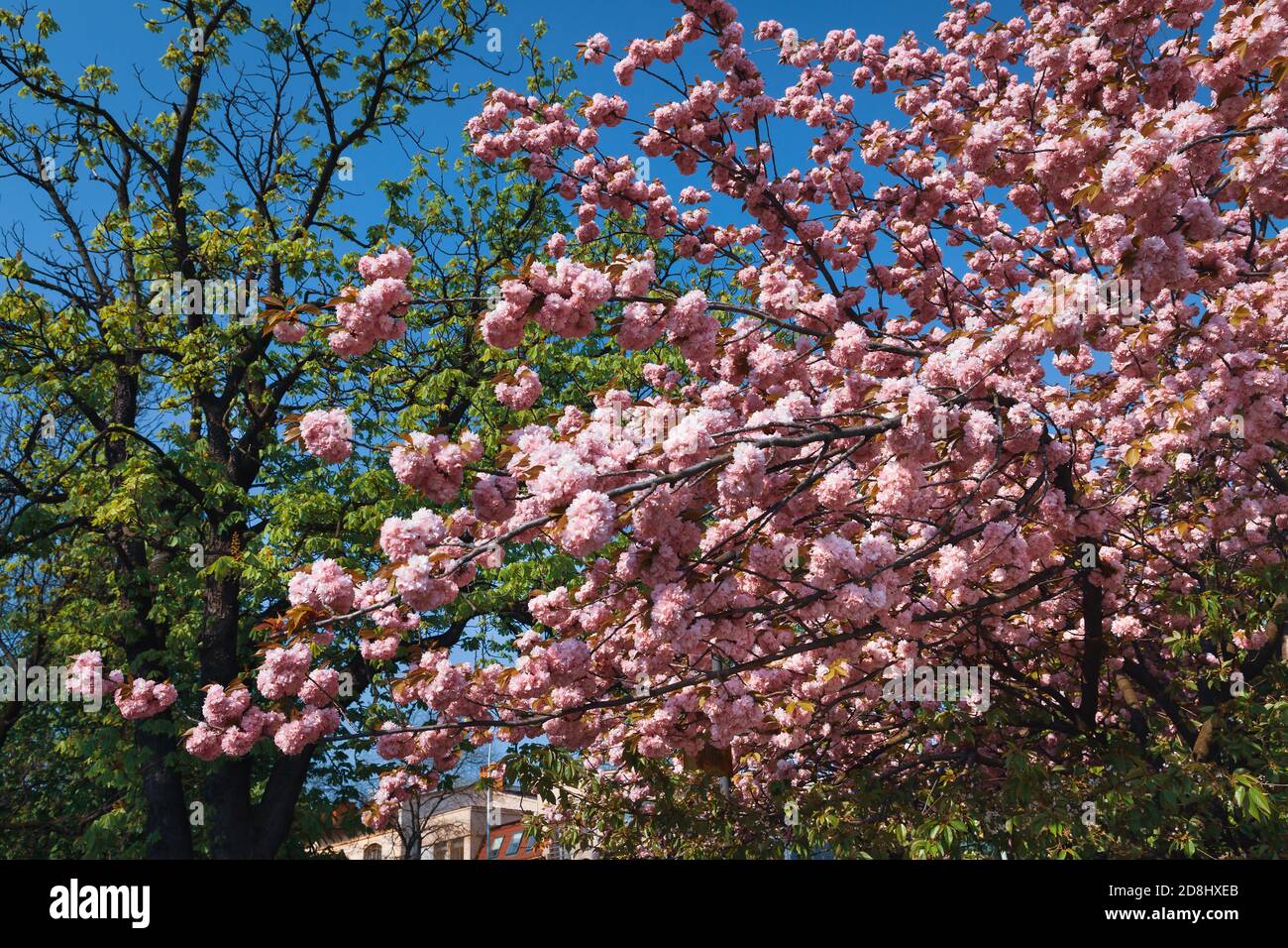 Cherry tree in bloom. Sakura flowers. Cherry blossom. Sakura Japanese ...