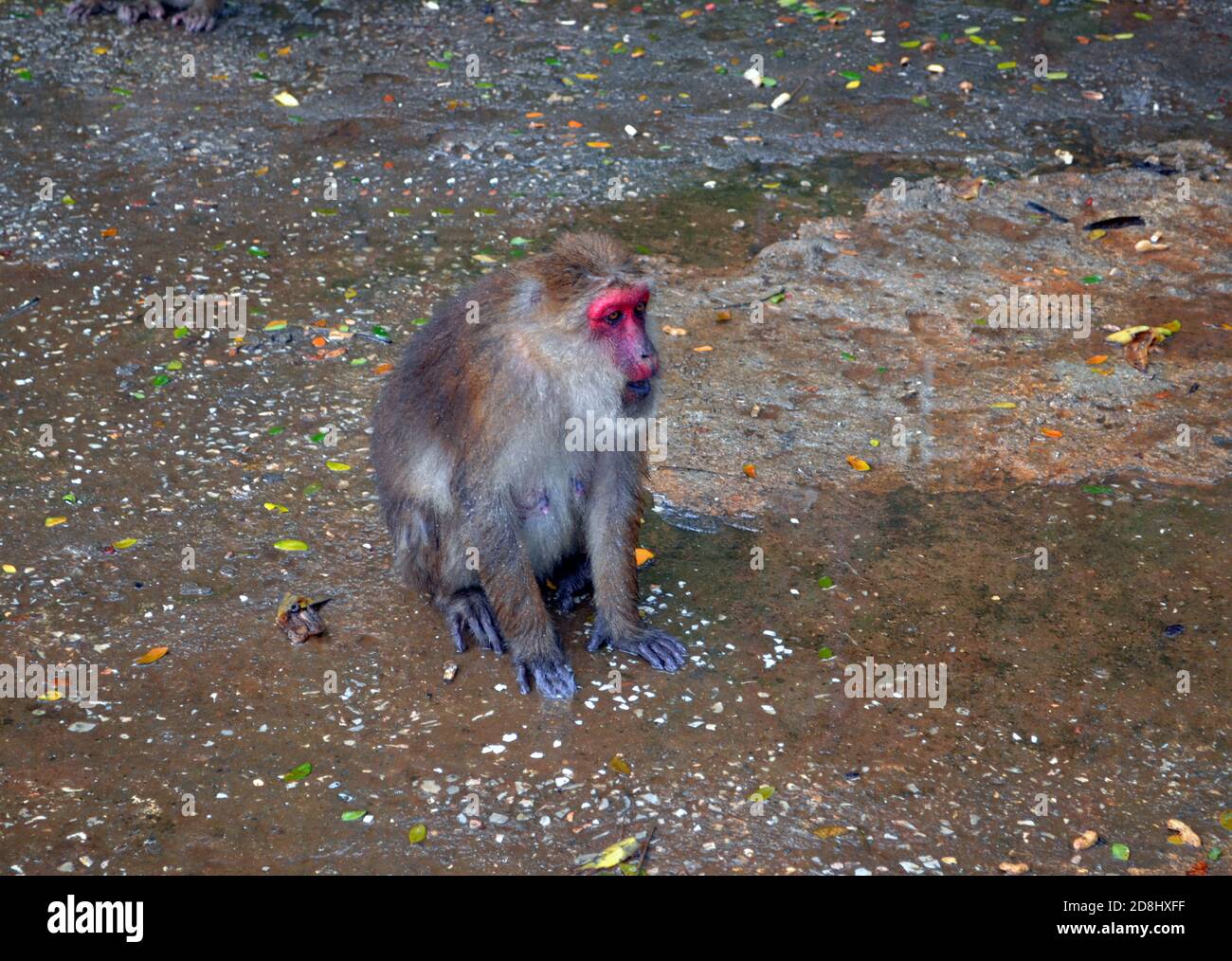 Red faced monkey hi-res stock photography and images - Alamy