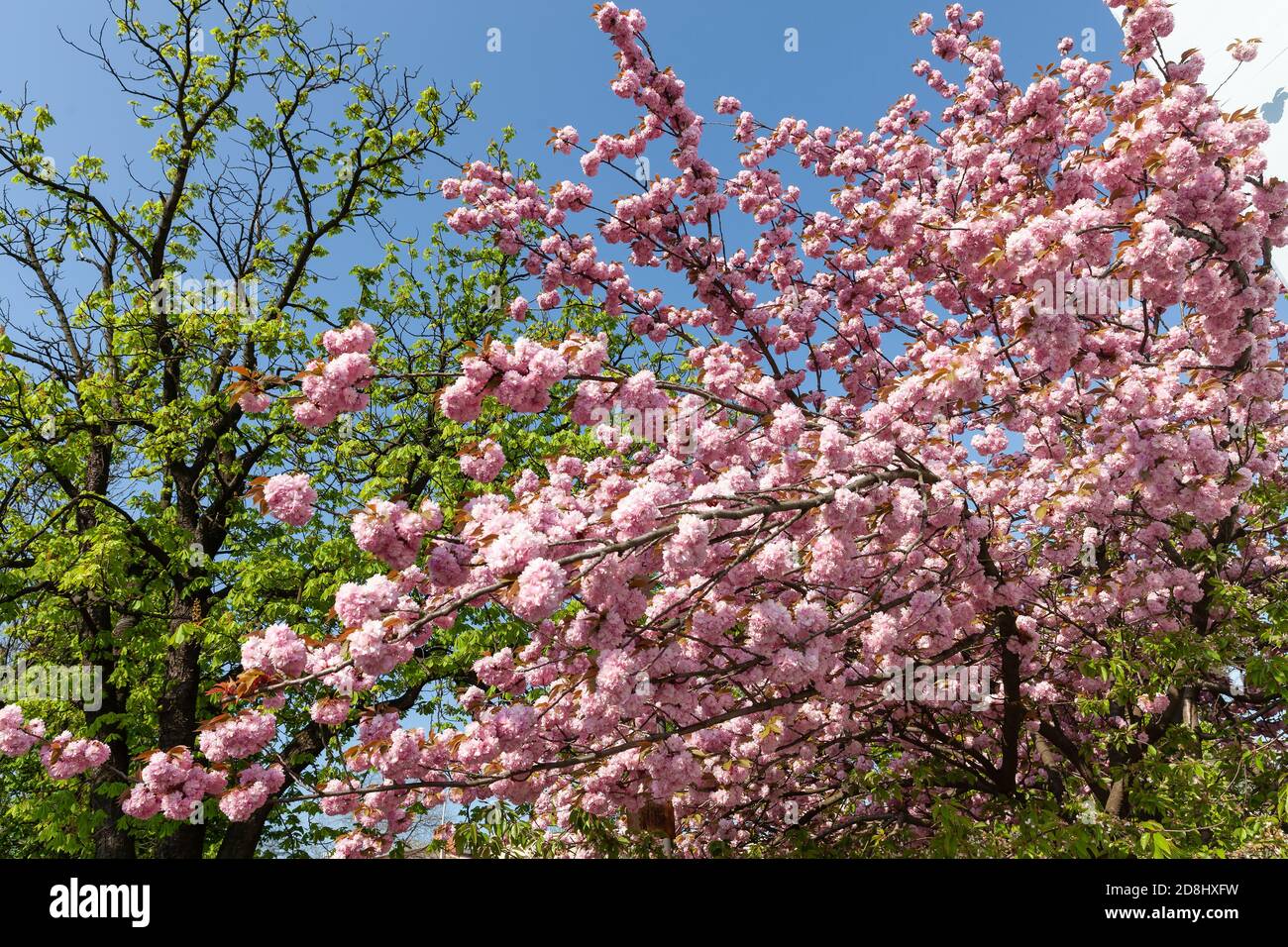Cherry tree in bloom. Sakura flowers. Cherry blossom. Sakura Japanese ...