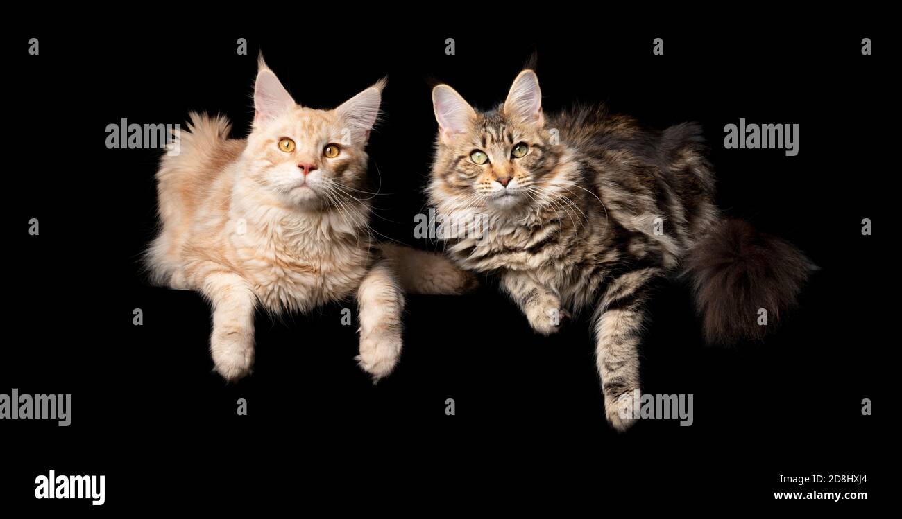 studio portrait of two different colored maine coon cats side by side ...