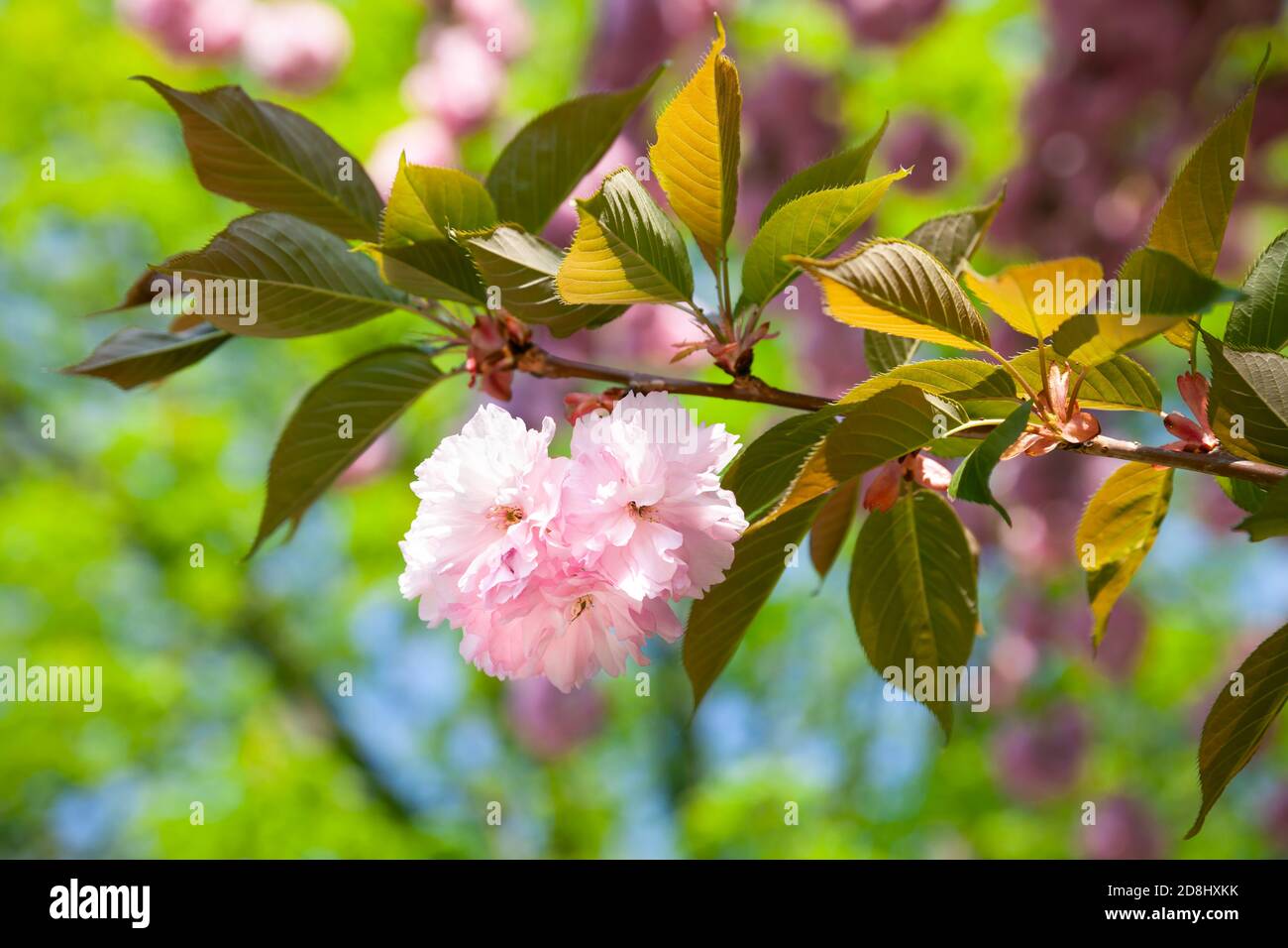 Cherry tree in bloom. Sakura flowers. Cherry blossom. Sakura Japanese ...