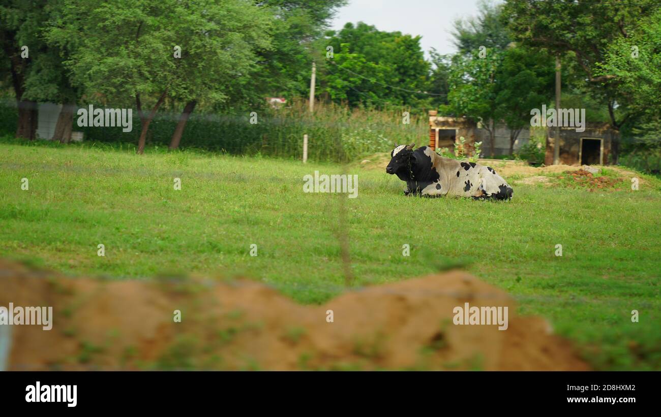 Indian cow grass hi-res stock photography and images - Alamy