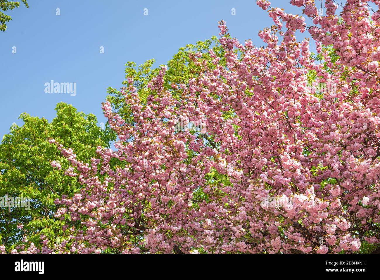 Cherry tree in bloom. Sakura flowers. Cherry blossom. Sakura Japanese ...