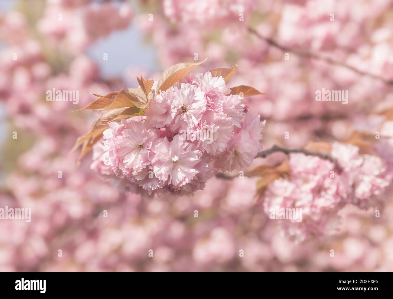 Cherry tree in bloom. Sakura flowers. Cherry blossom. Sakura Japanese ...