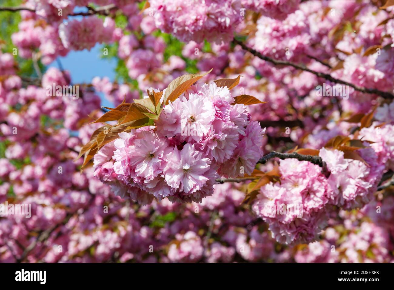 Cherry tree in bloom. Sakura flowers. Cherry blossom. Sakura Japanese ...