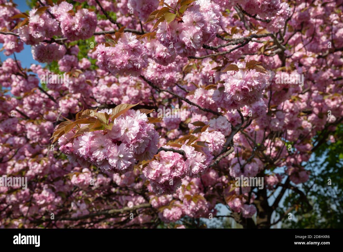 Cherry tree in bloom. Sakura flowers. Cherry blossom. Sakura Japanese ...