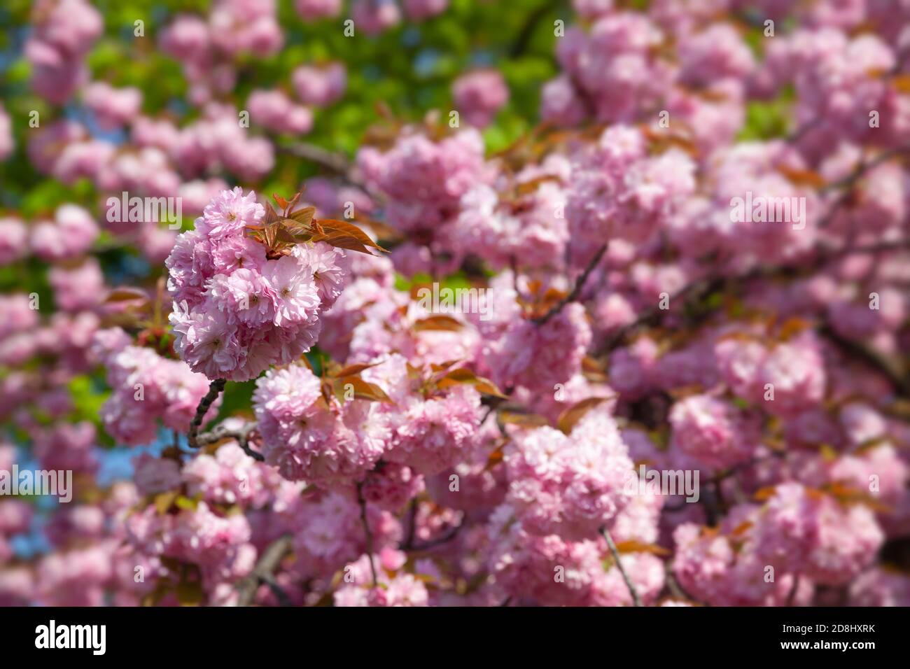 Cherry tree in bloom. Sakura flowers. Cherry blossom. Sakura Japanese ...