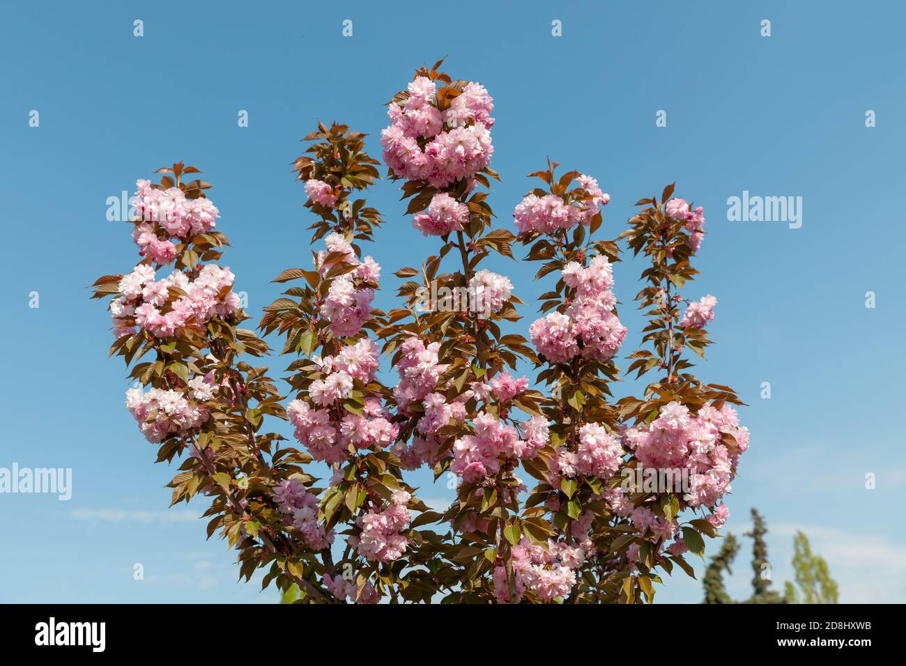 Cherry tree in bloom. Sakura flowers. Cherry blossom. Sakura Japanese ...