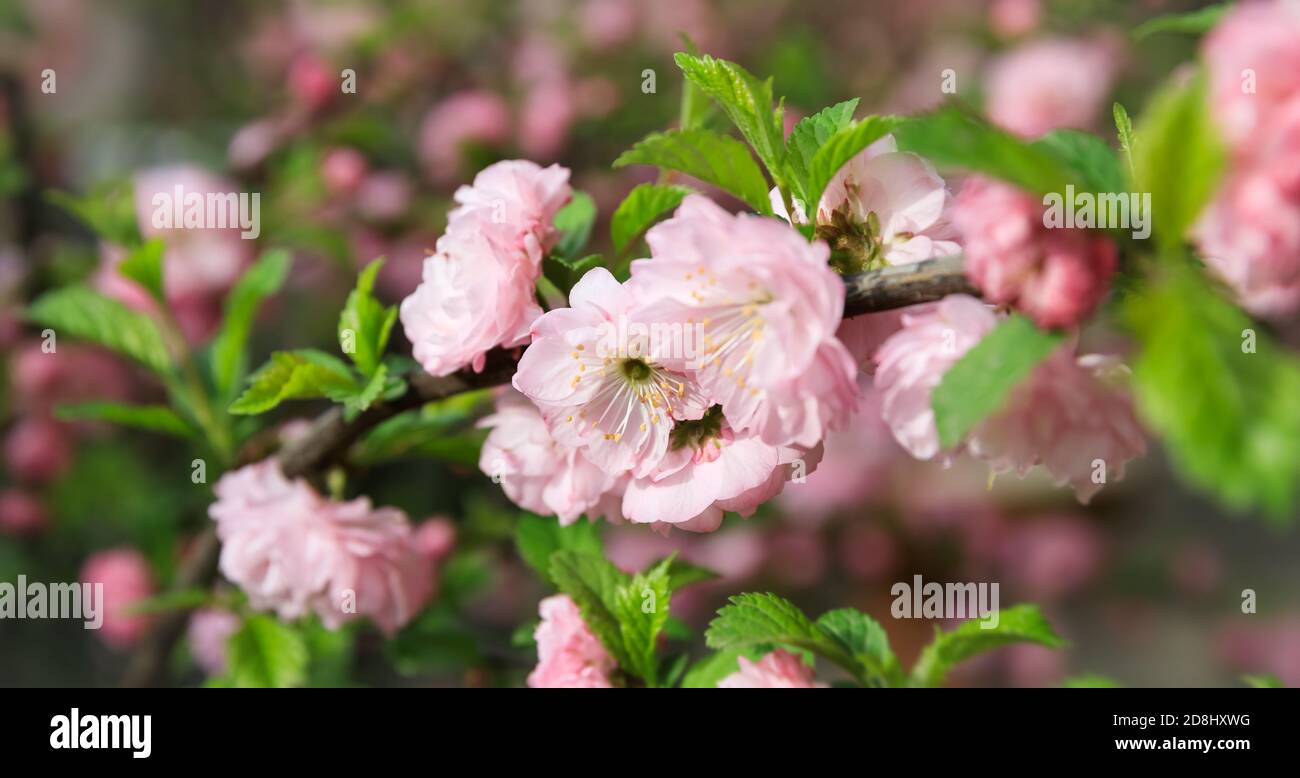 Soft pink Japanese cherry-tree blossom. Sakura. Cherry blossom branch ...