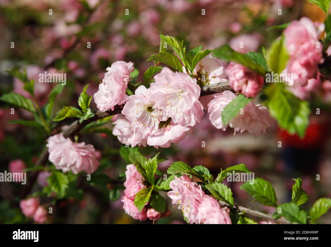 Soft pink Japanese cherry-tree blossom. Sakura flowers. Cherry blossom ...
