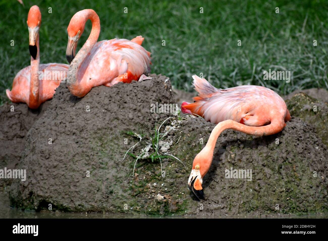 Common flamingos hi-res stock photography and images - Alamy