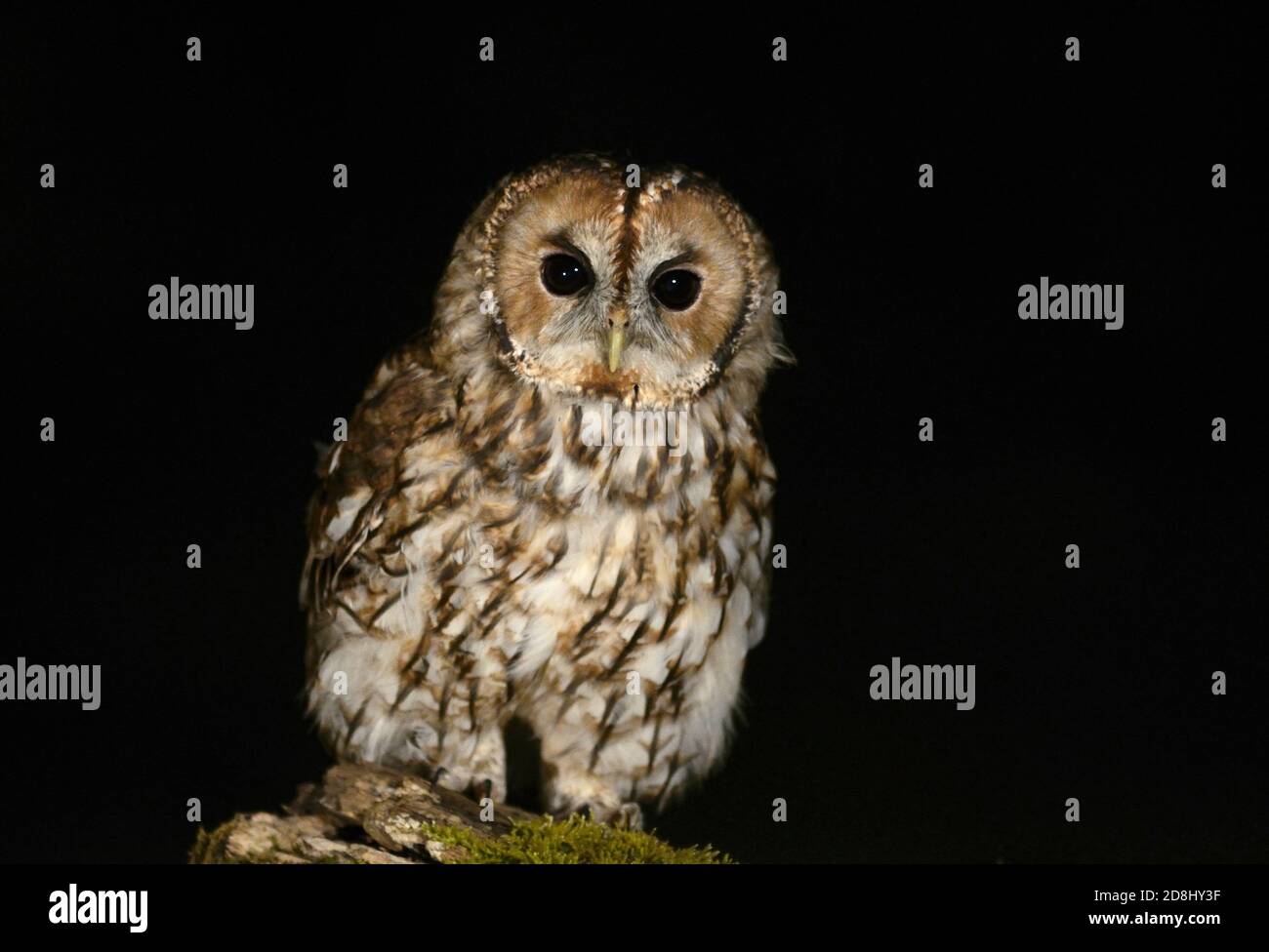 tawny owl strix aluco Stock Photo - Alamy