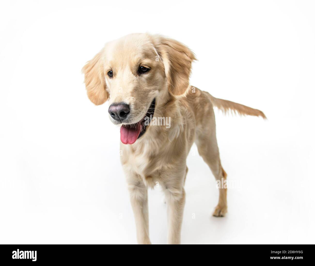 Golden retriever portrait isolated hi-res stock photography and images ...