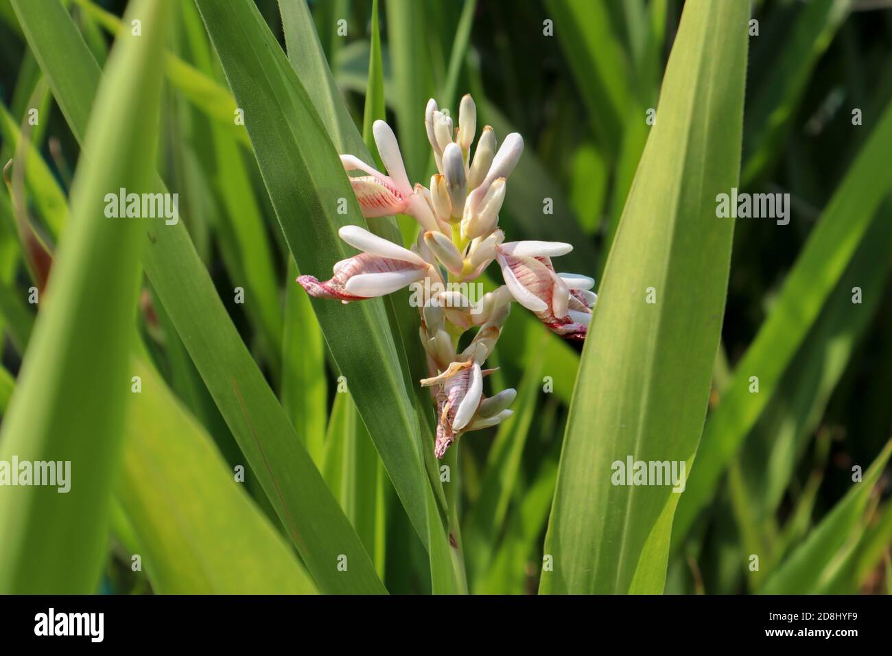 Galangal plant hi-res stock photography and images - Alamy