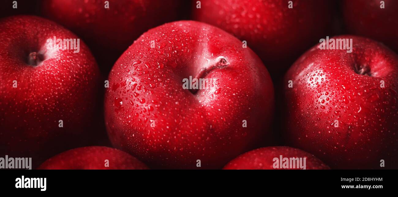 Several red sweet ripe large apples with drops of water on the skin lie ...