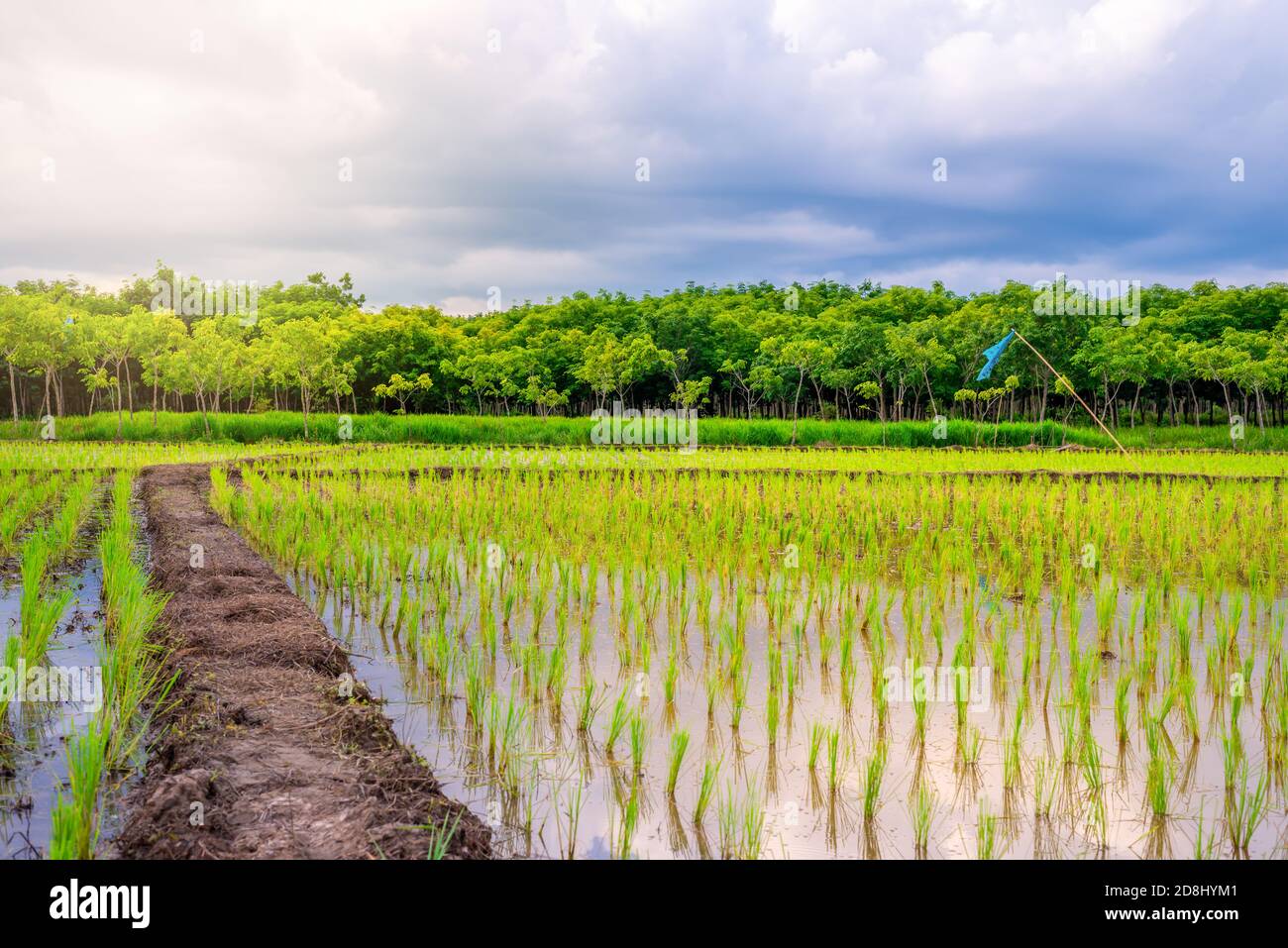 Paddy field in rain hi-res stock photography and images - Alamy