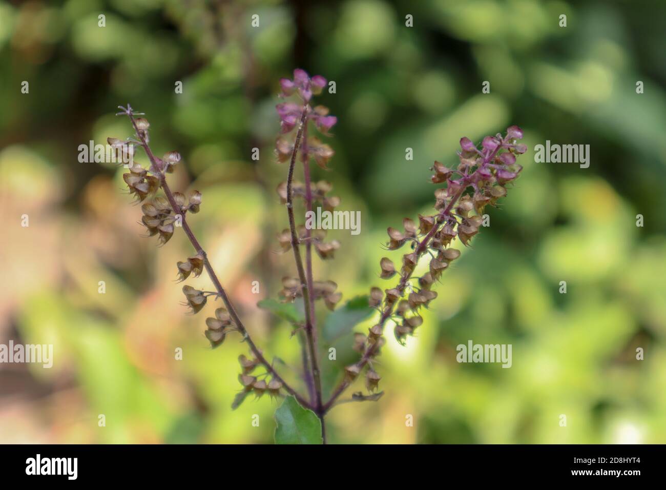 Ocimum tenuiflorum flowers of holy basil plant also known as tulsi in ...