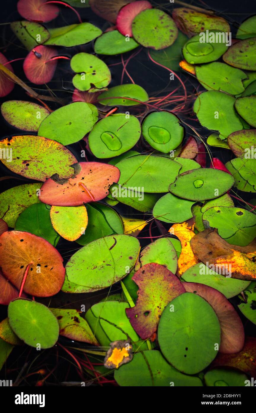 colorful lily pads, seen while Canoeing in Ontario's Algonquin ...