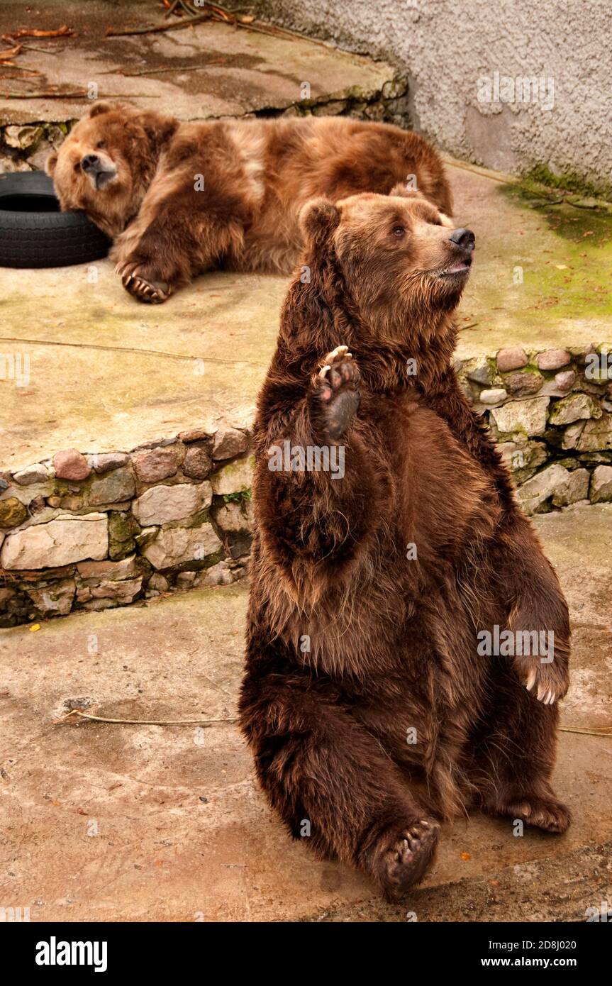 Friendly Bear High Resolution Stock Photography and Images - Alamy
