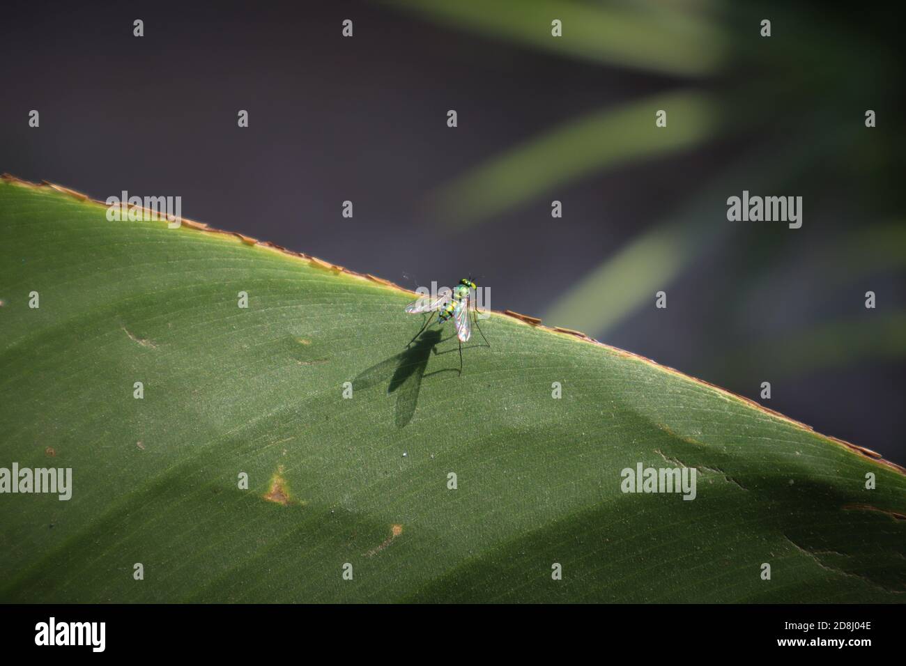 Closeup of Tiny Condylostylus flies on plant leaf. Condylostylus is a ...