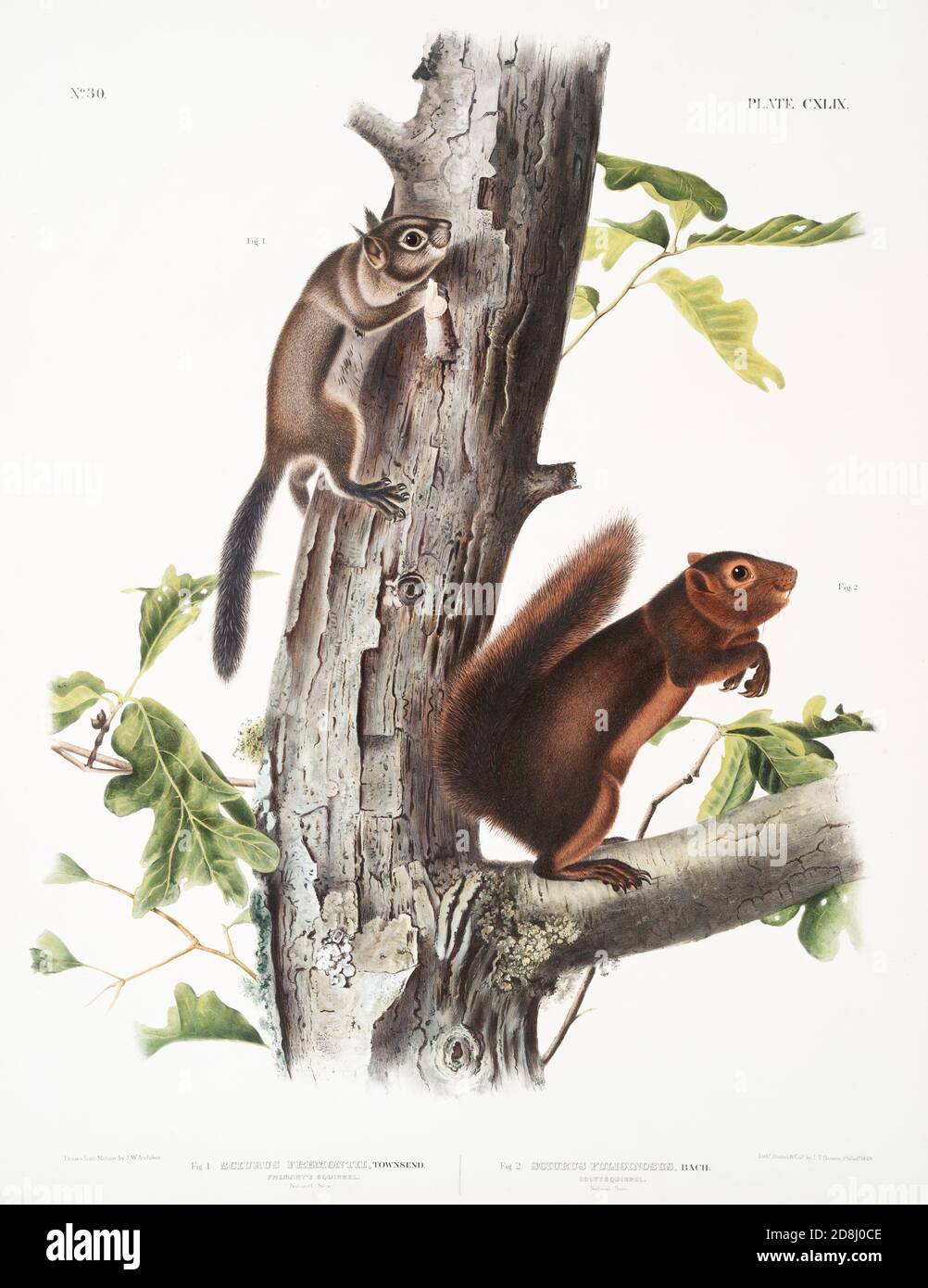 Audubon drawing hi-res stock photography and images - Alamy