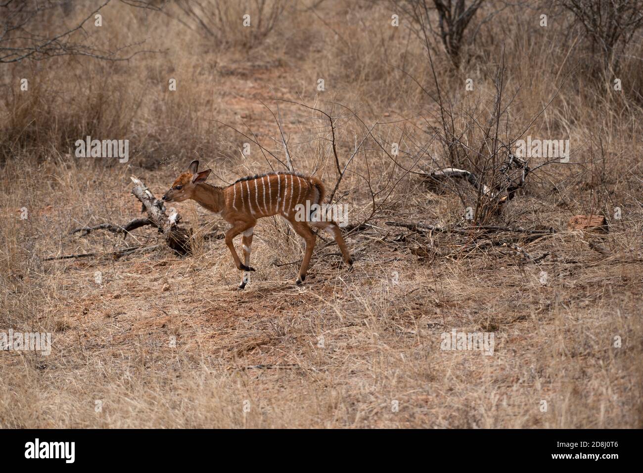 A baby nyala running to catch up to it's mother Stock Photo - Alamy