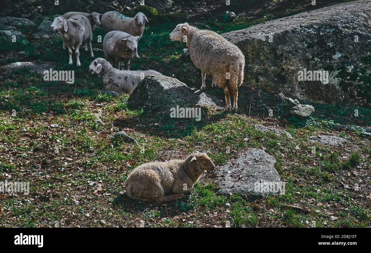 White german goat goats hi-res stock photography and images - Alamy