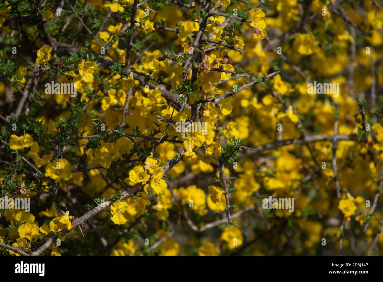 An Eastern Rhigozum flowering beautifully after the first rains Stock ...